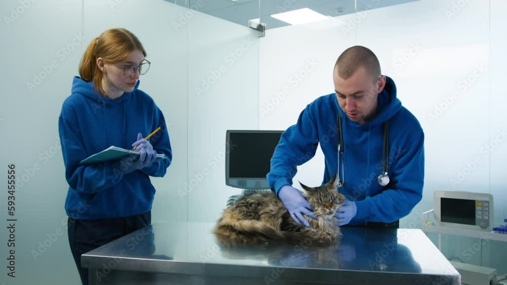 Veterinarians checking Maine Coon cat throat tumor in veterinary clinic ...
