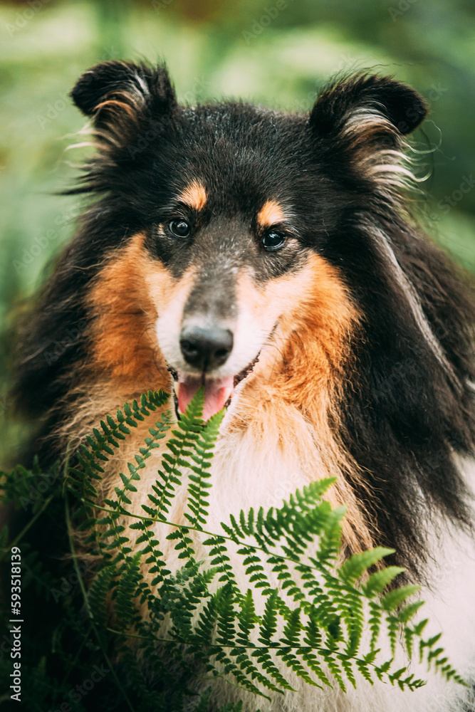 Amazing Playful Tricolour Collie, Funny Scottish Collie, Long-haired ...