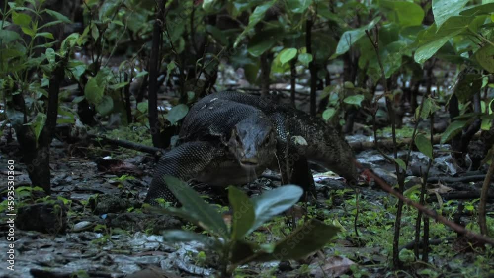 Water monitor, Varano acuático Varanus salvator huge adult walks ...