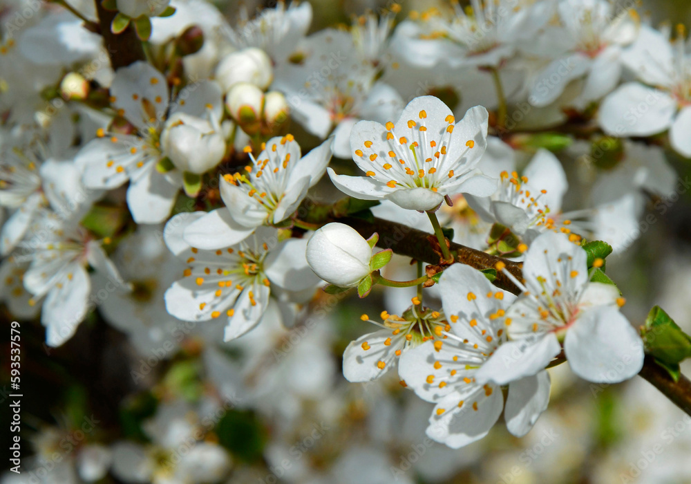 kwitnąca śliwa domowa mirabelka (Prunus domestica subsp. syriaca ...