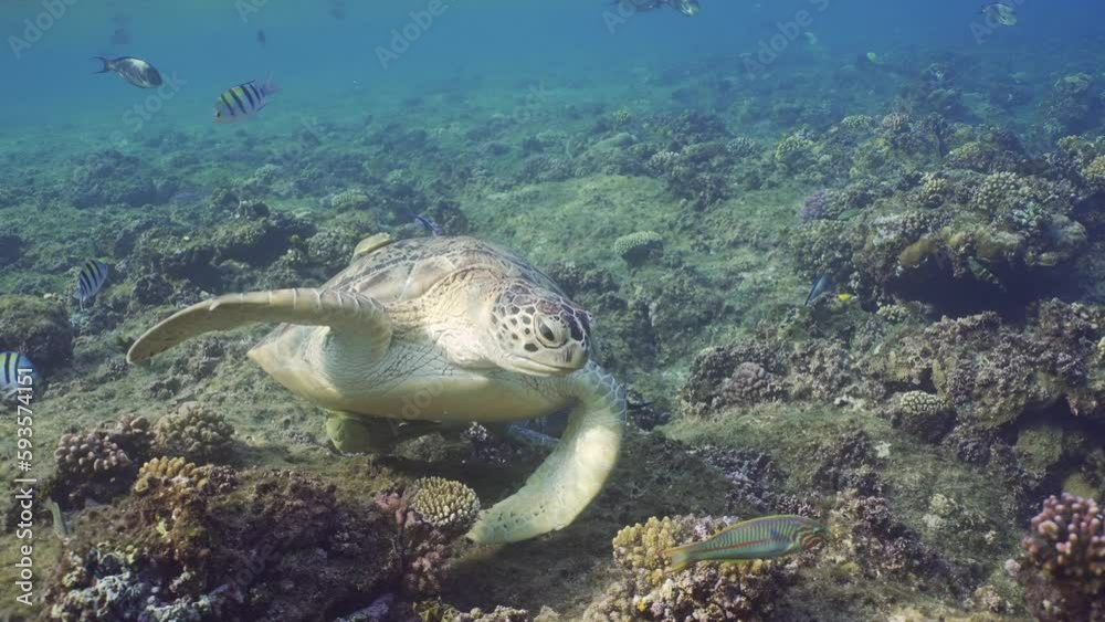 Slow motion, Front side of Great Green Sea Turtle (Chelonia mydas) with ...
