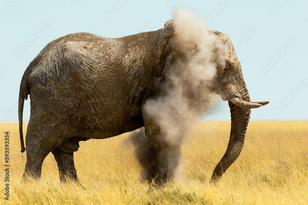 Side view of an elephant blowing sand Stock Photo | Adobe Stock