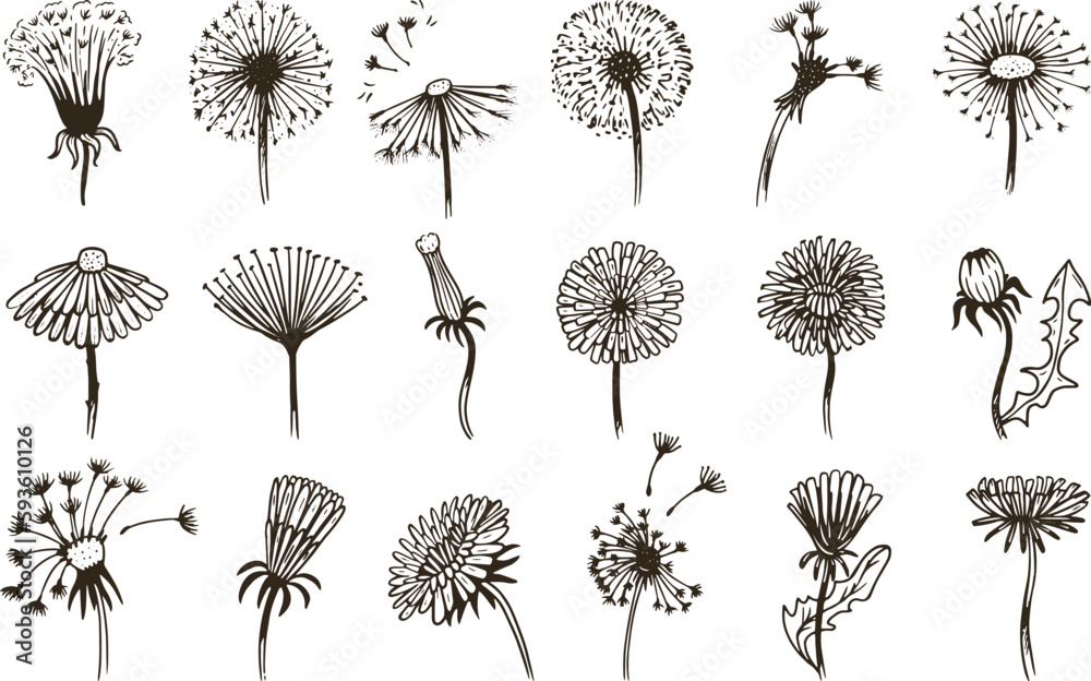 Dandelion Seed Drawing