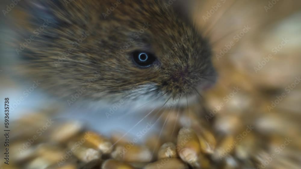 The common red-backed vole (Clethrionomys glareolus) digs into the ...