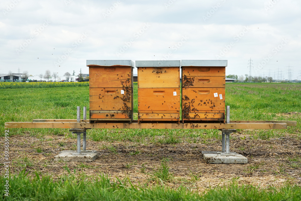 Beehive, Apiaries, beehives with bees colony in the field Stock Photo ...