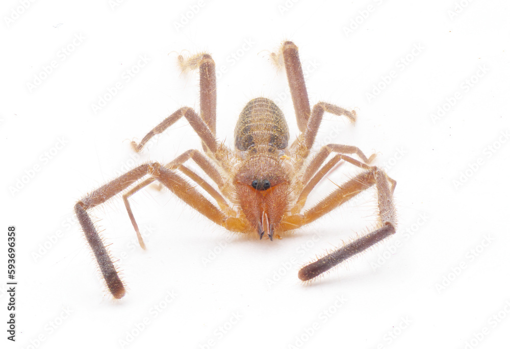 Wind scorpion camel spider sun scorpion - Ammotrechella stimpsoni - is ...