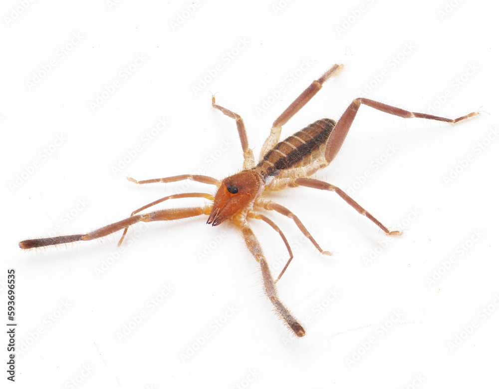 Wind scorpion camel spider sun scorpion - Ammotrechella stimpsoni - is ...
