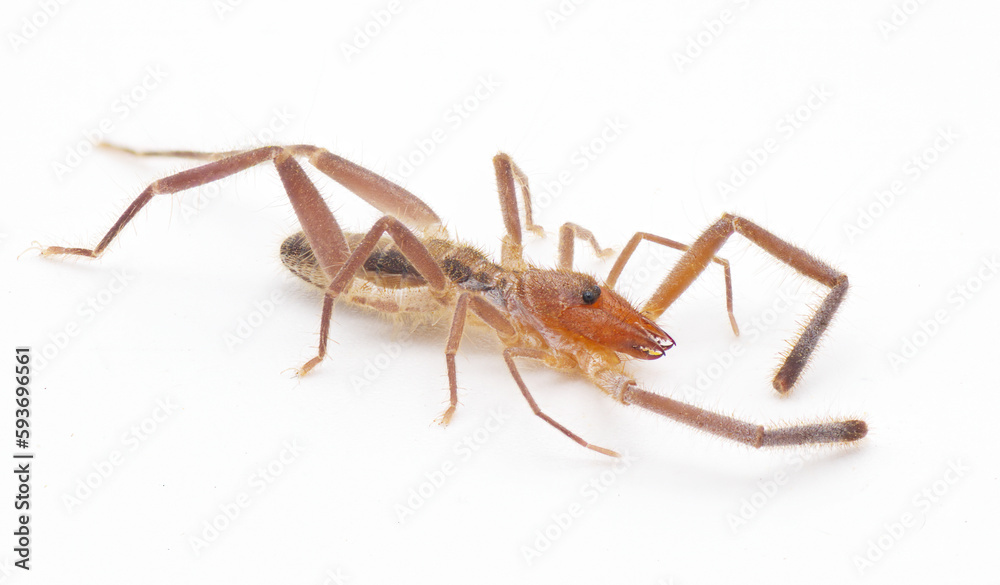 Wind scorpion camel spider sun scorpion - Ammotrechella stimpsoni - is ...