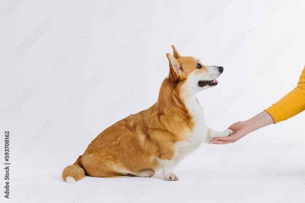 Adorable cute Welsh Corgi Pembroke giving a paw to an owner on white ...