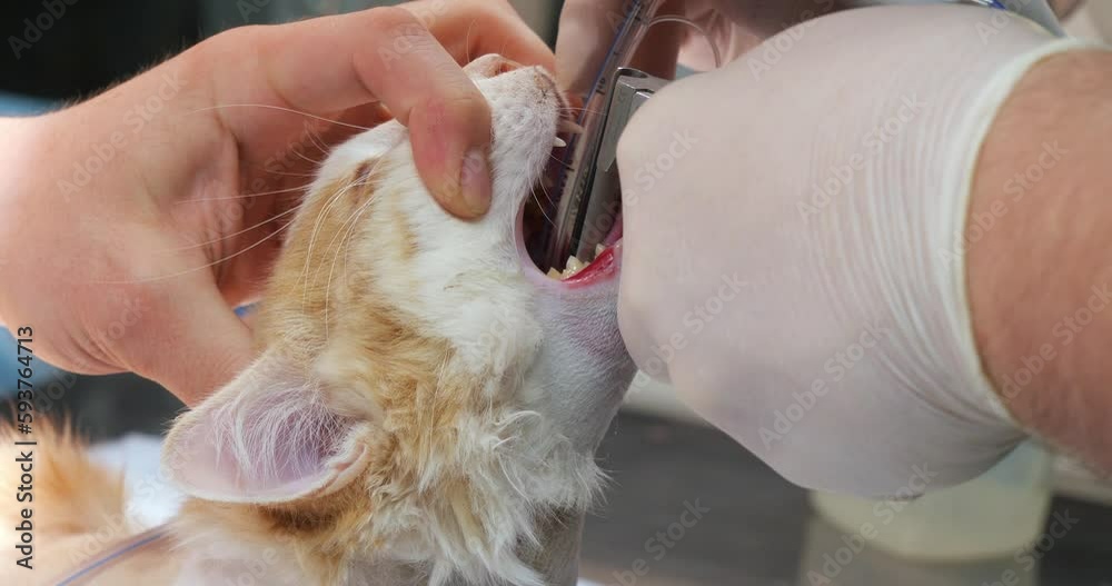 Stockvideo The anesthesiologist inserts a tube into the cat's trachea ...