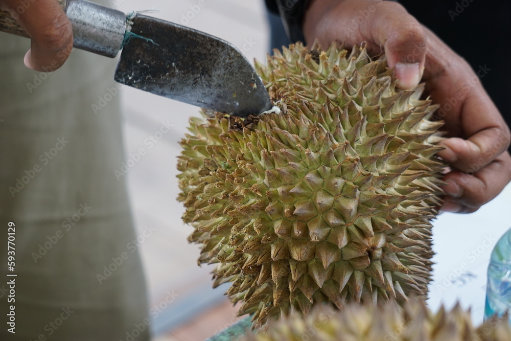 Durian, the king of fruit. Durian is one of the exotic fruit from East ...