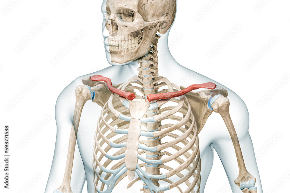 Clavicle bones or collarbones in color with body 3D rendering ... Clavicle bones or collarbones in color with body 3D rendering ...