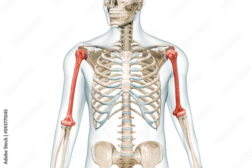 Humerus arm bone in red color with body 3D rendering illustration ...