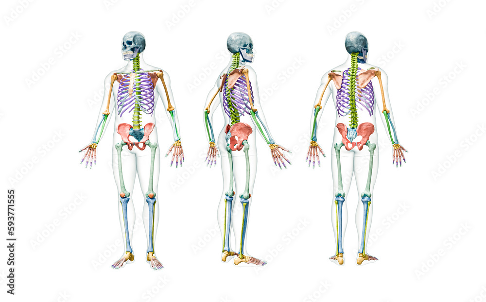 Male Human Skeleton Back