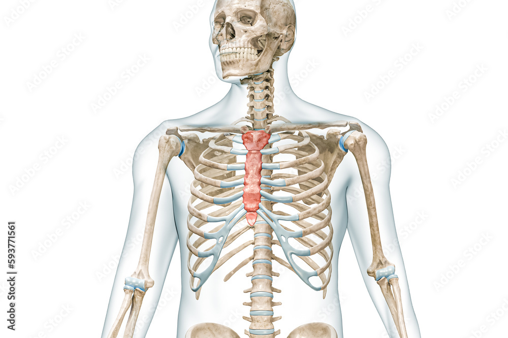 Sternum And Manubrium Bones In Color With Body 3d Rendering Illustration Isolated On White With