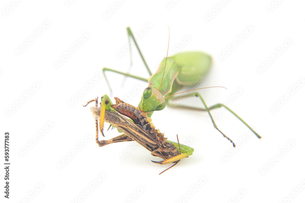 praying mantis eats a grasshopper close-up on a white background ...