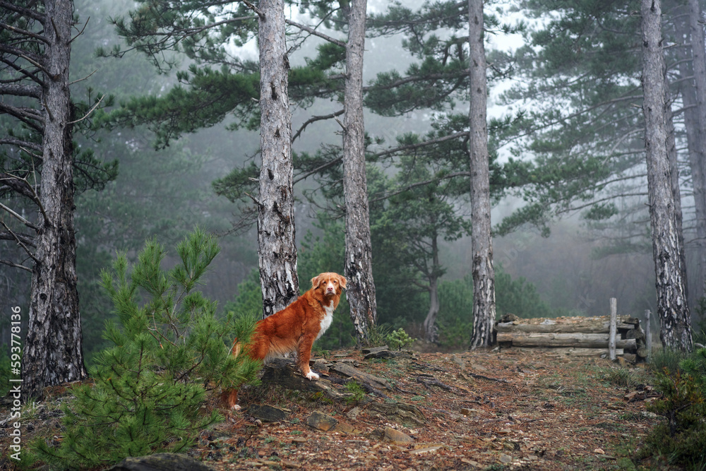 Red dog in a foggy forest. Nova Scotia duck tolling retriever in nature ...