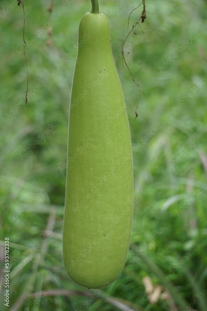 Benincasa hispida (blonceng, labu air, Benincasa hispida, the wax gourd ...