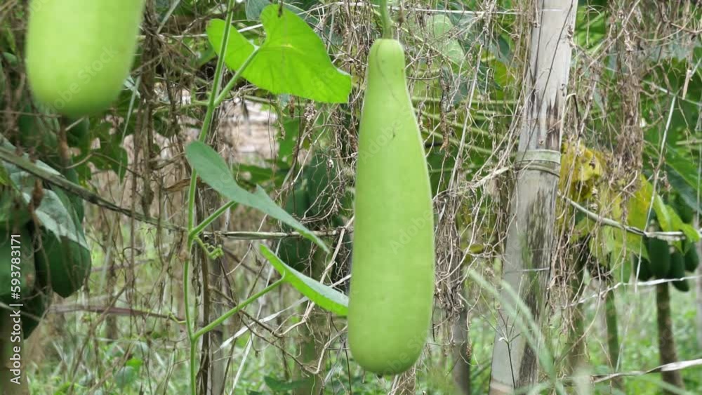 Benincasa hispida (blonceng, labu air, Benincasa hispida, the wax gourd ...