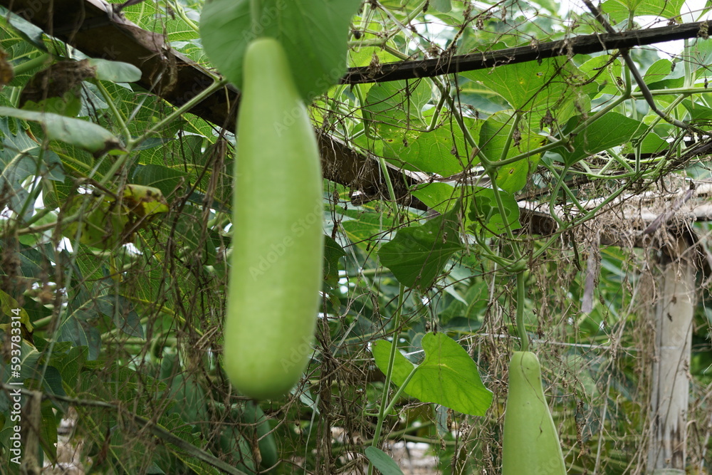 Benincasa hispida (blonceng, labu air, Benincasa hispida, the wax gourd ...