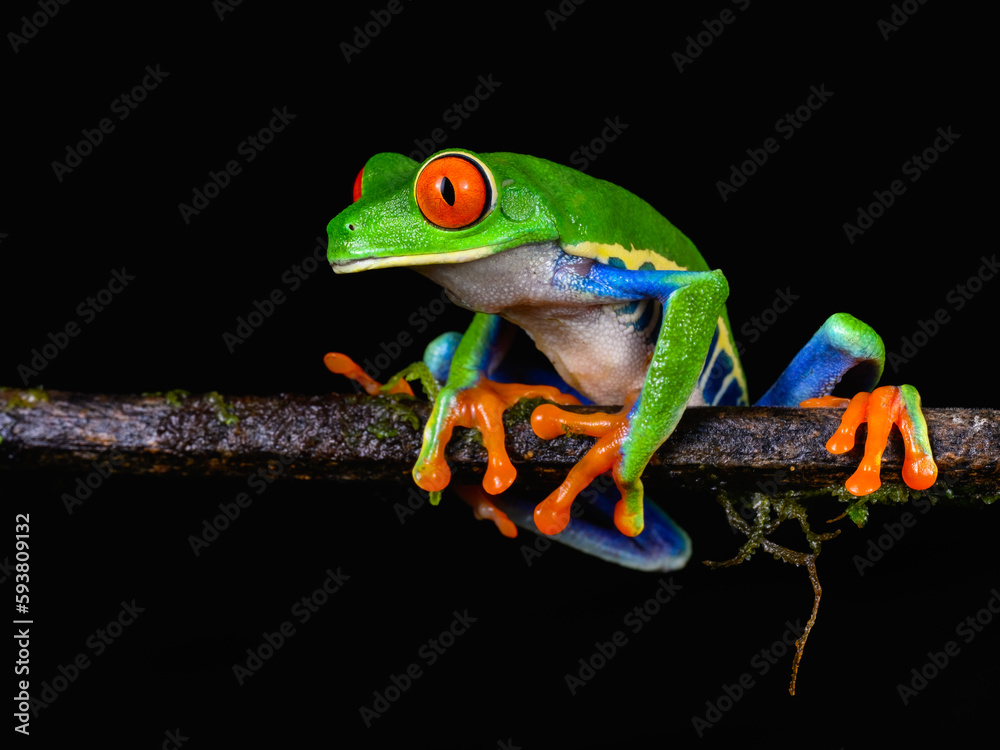 Red-eyed tree frog with bright vivid colors at night in tropical ...