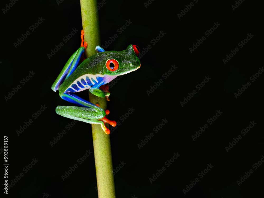 Red-eyed tree frog with bright vivid colors at night in tropical ...