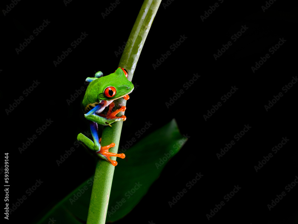 Red-eyed tree frog with bright vivid colors at night in tropical ...