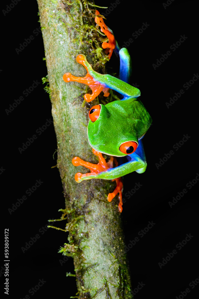 Red-eyed tree frog with bright vivid colors at night in tropical rainforest treefrog in jungle ...