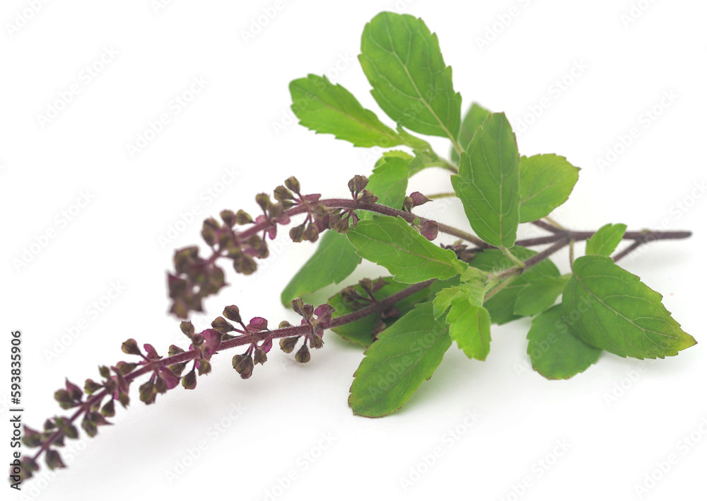 Medicinal tulsi leaves Stock Photo | Adobe Stock