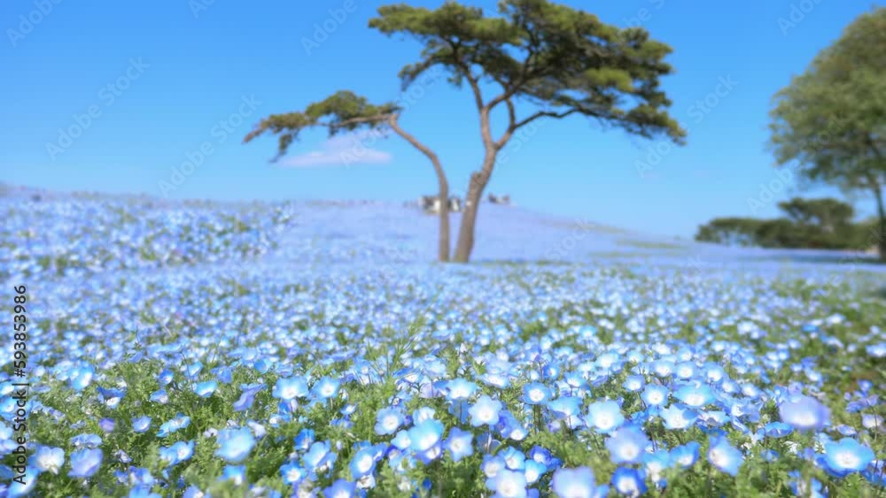 blooming blue flower field in Hitachi seaside park, tourism in Japan ...
