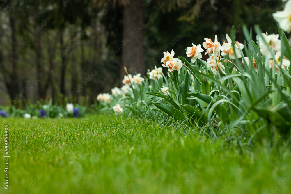 narcyze na rabacie w ogrodzie, Replete narcissus in garden foto de ...