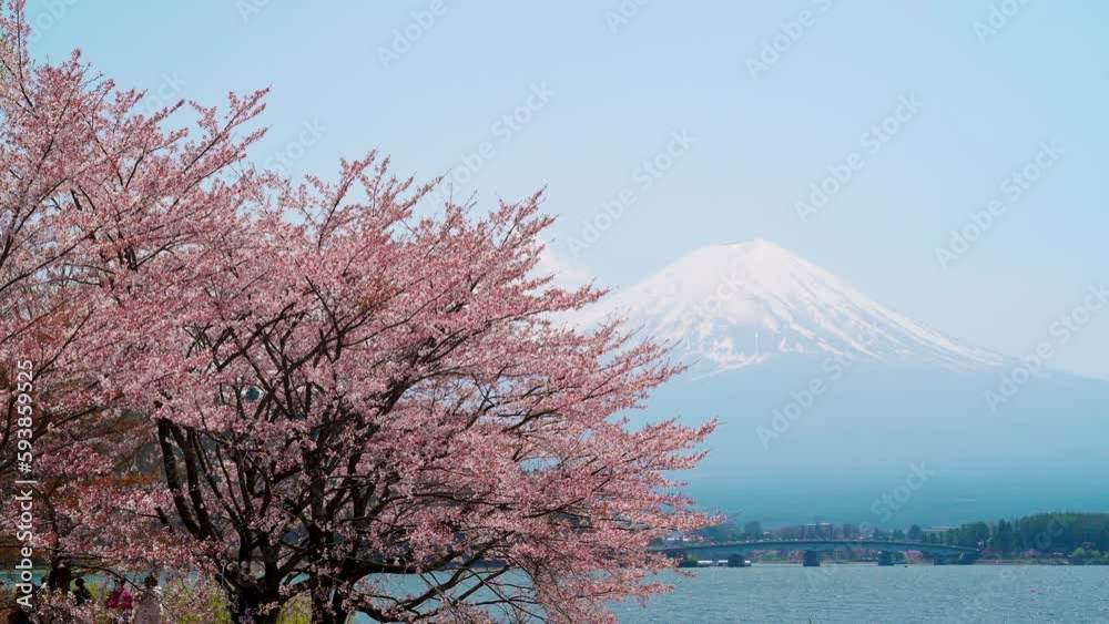 Vidéo Stock Mount Fuji with snow capped, blue sky and beautiful Cherry ...