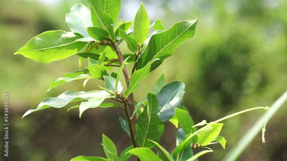 Ficus racemosa (the cluster fig, red river fig, gular, elo, loa, Ficus ...