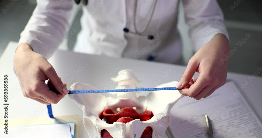 Gynecologist doctor measuring thigh bones in clinic. Pelvic floor bones ...