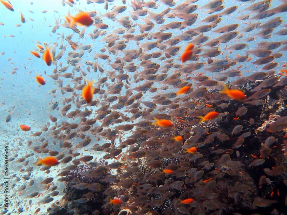 red sea fish and coral reef of canyon dive spot in dahab, red sea ...
