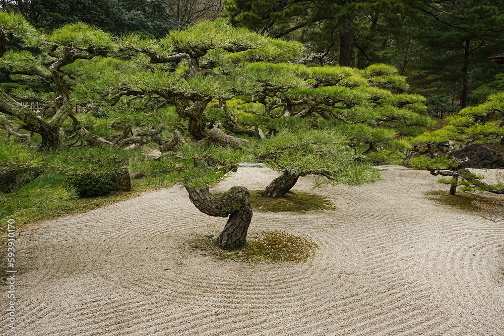 Pine Tree of Japanese Garden at Ritsurin Garden Park in Takamatsu ...