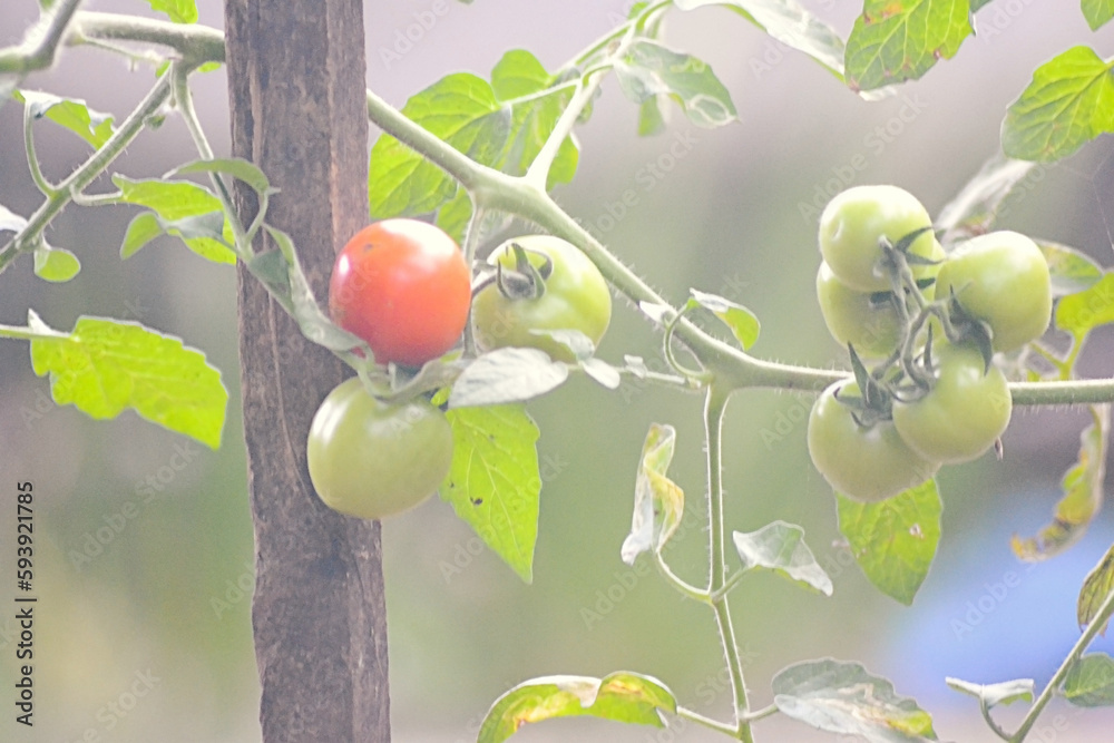 fruitful tomato trees, with natural blur background. Stock Photo ...