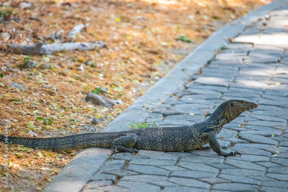 The Water monitor, (Varanus salvator) the large species of monitor ...
