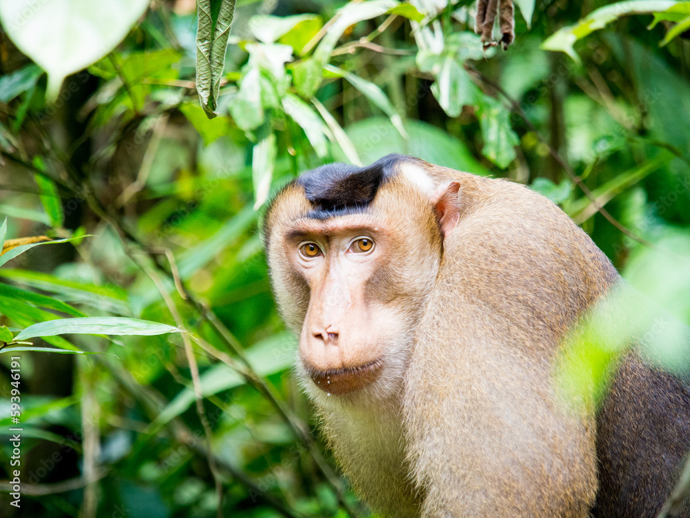 Portrait of Southern pig-tailed macaque sorrounded by leaves in the ...