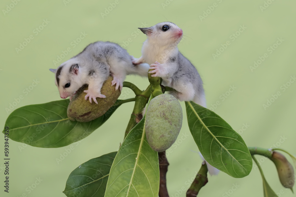 Two young sugar gliders are looking for food on a jackfruit tree branch ...