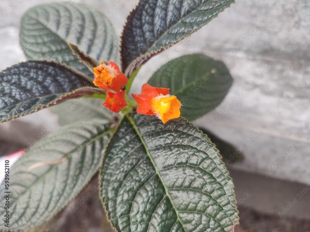 Alloplectus is a genus of Neotropical plants in the family Gesneriaceae ...