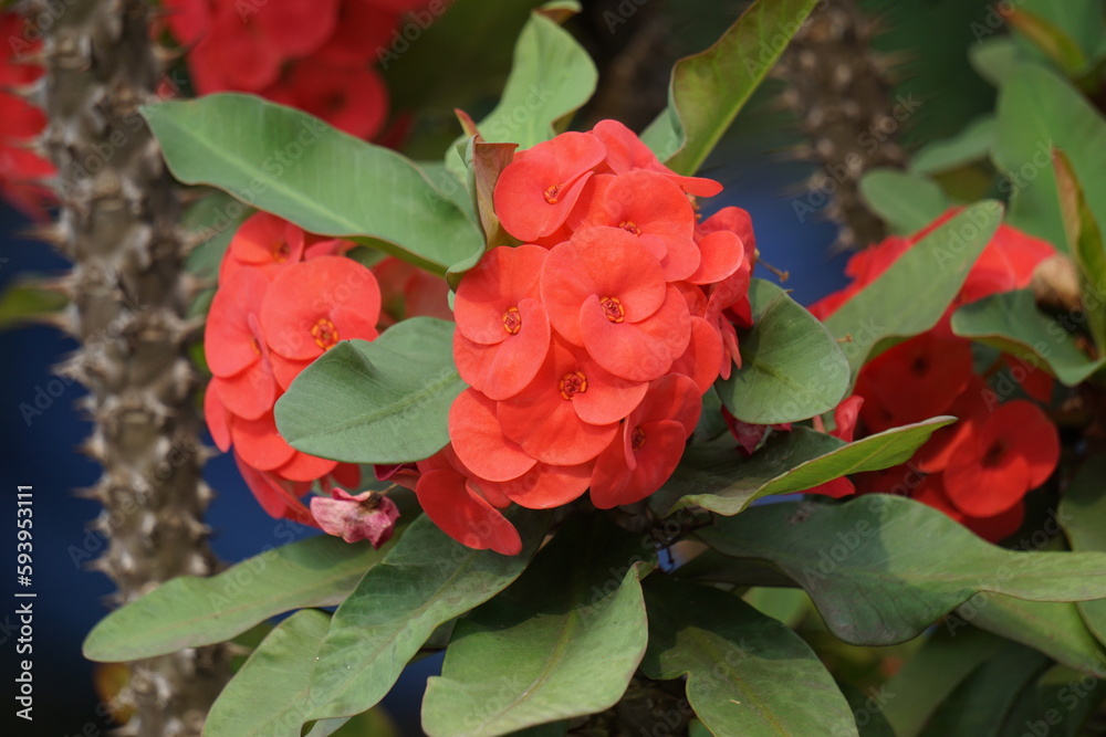 Euphorbia milii (crown of thorns, Christ plant, Christ thorn, Corona de ...