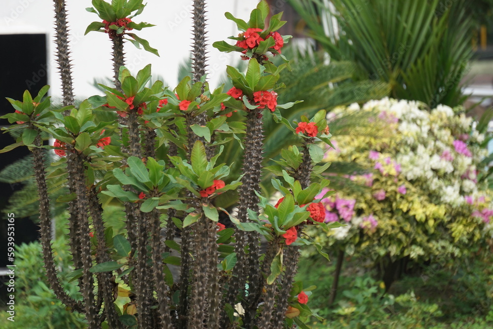 Euphorbia milii (crown of thorns, Christ plant, Christ thorn, Corona de ...