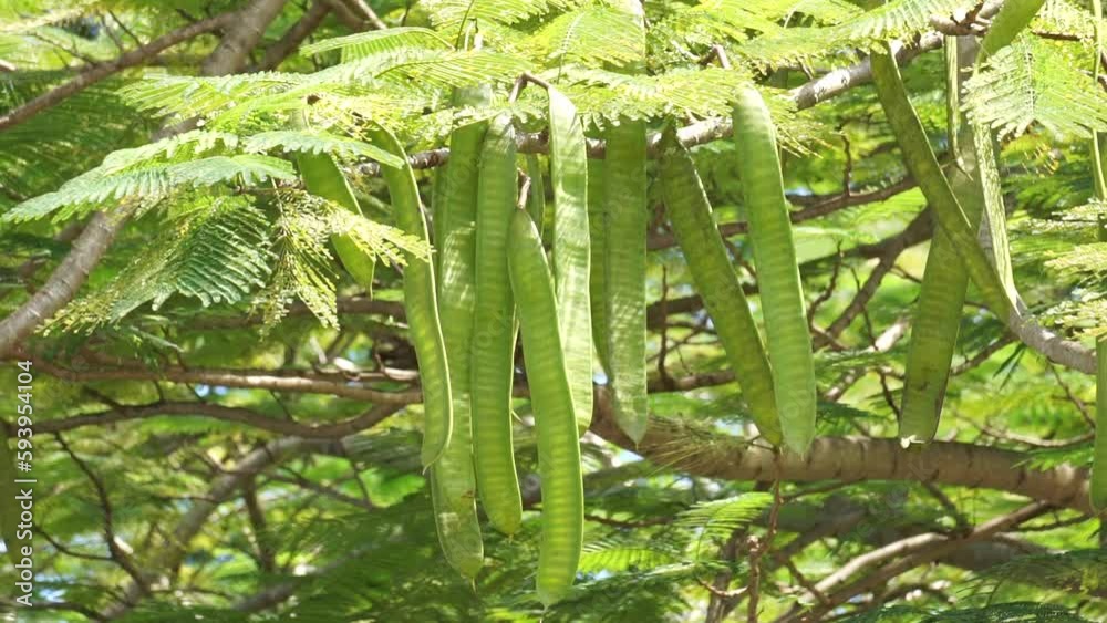 Delonix regia (Also called pohon Semarak Api, Flamboyan, royal ...