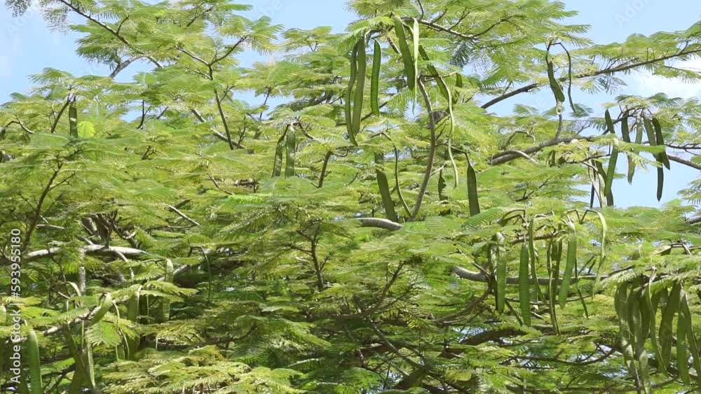 Delonix regia (Also called pohon Semarak Api, Flamboyan, royal ...