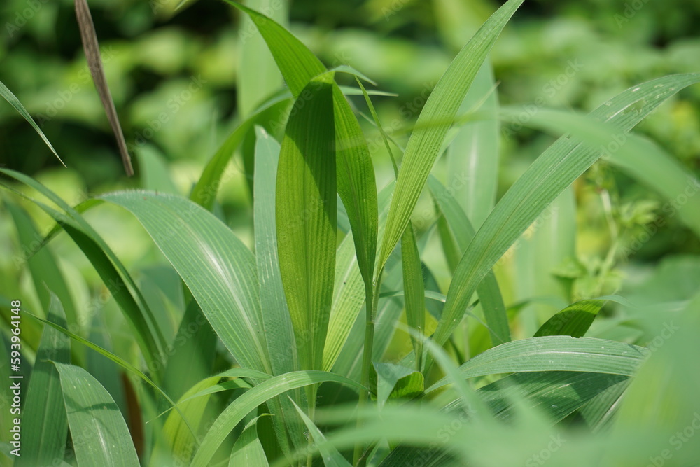 Setaria palmifolia (Rumput Setaria, Jamarak, palmgrass, highland) grass ...