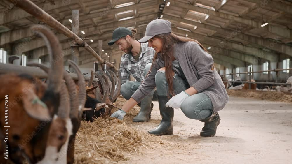 Caucasian workers feeding farm animals in goat shed. Attractive people ...
