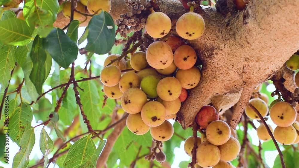 Ripe fruit Ficus Racemosa, one of genus ficus fruit. Popularly known as ...