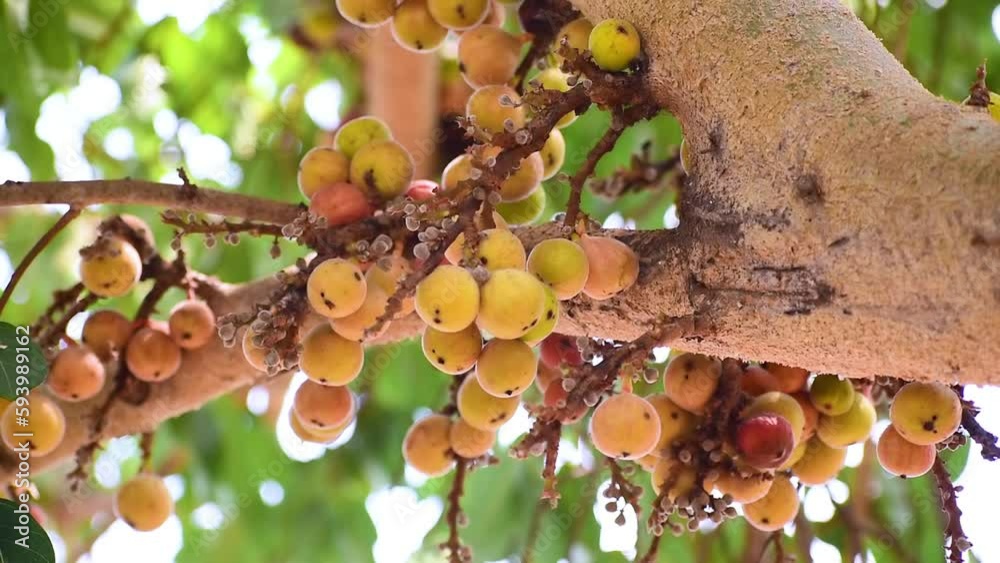 Ripe fruit Ficus Racemosa, one of genus ficus fruit. Popularly known as ...