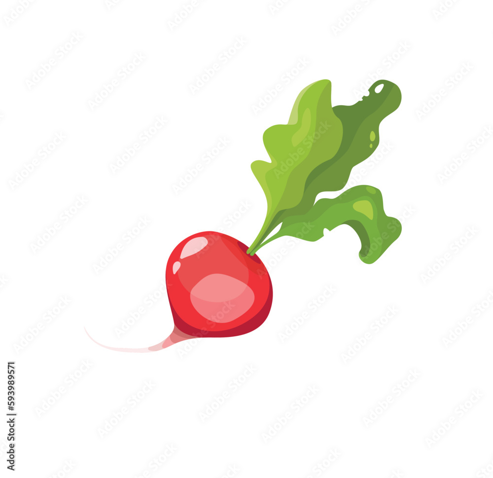 Concept Farm village field garden vegetable radish. The illustration ...